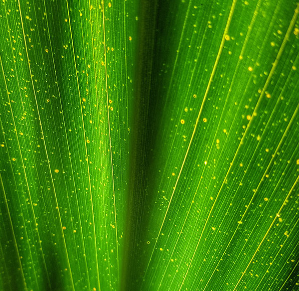 Waveform - Obor Desk